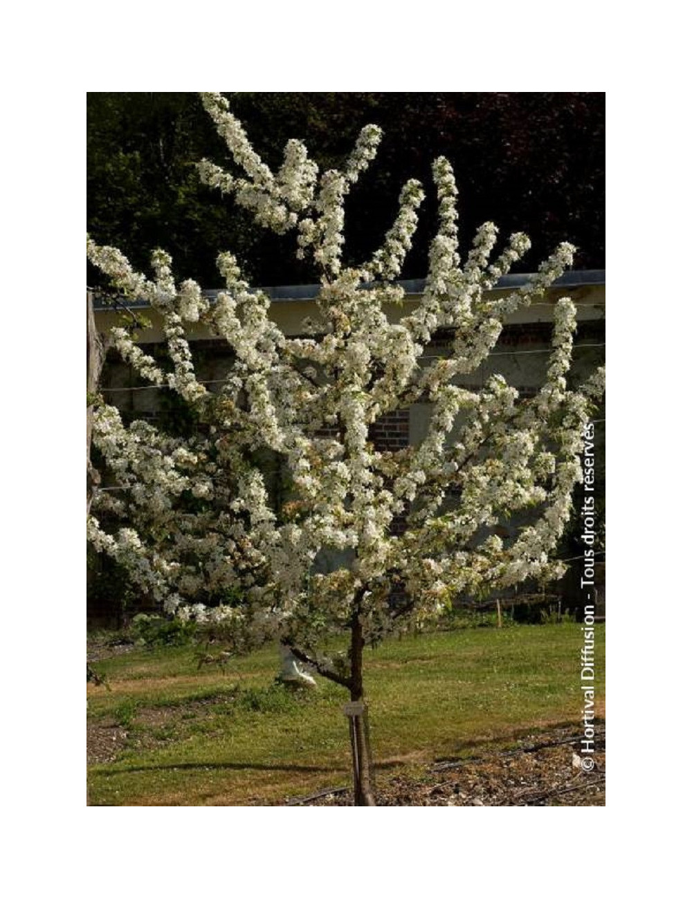 MALUS RED JEWEL (Pommier d'ornement)
