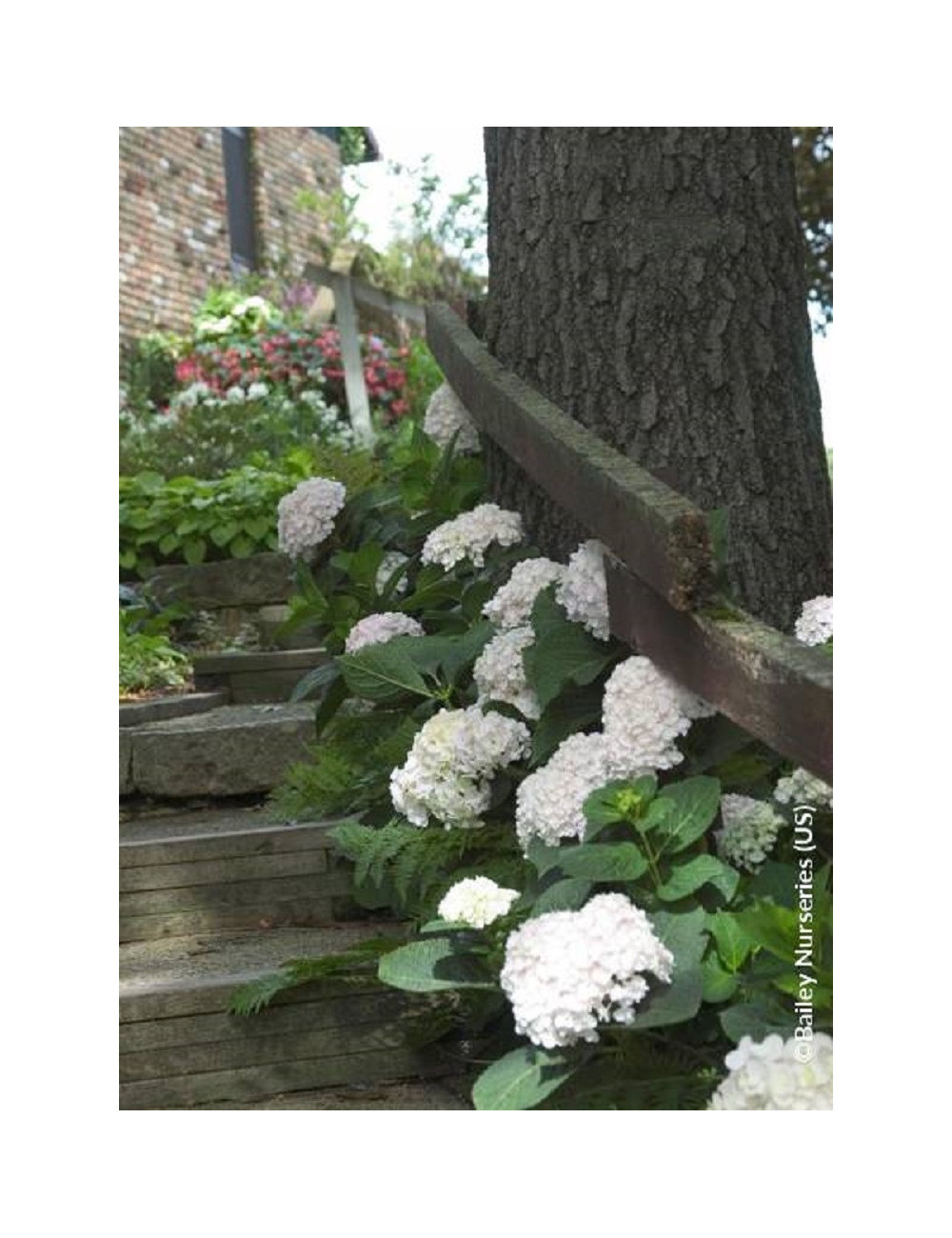 HYDRANGEA ENDLESS SUMMER® BUSHING BRIDE cov (Hortensia)