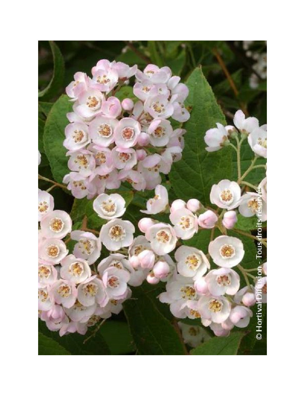 DEUTZIA compacta LAVENDER TIME (Deutzia)