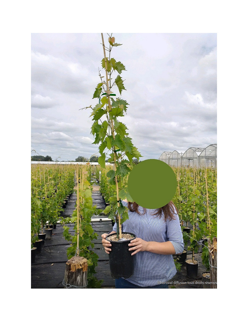 VIGNE DE TABLE MUSCAT BLEU (Vitis vinifera)