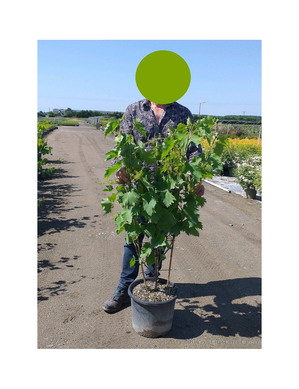 VIGNE DE TABLE CARDINAL (Vitis vinifera)