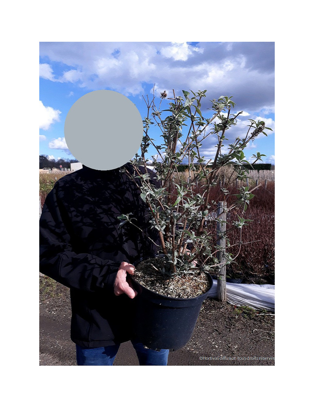 BUDDLEJA davidii RÊVE DE PAPILLON WHITE® (Arbre aux papillons)