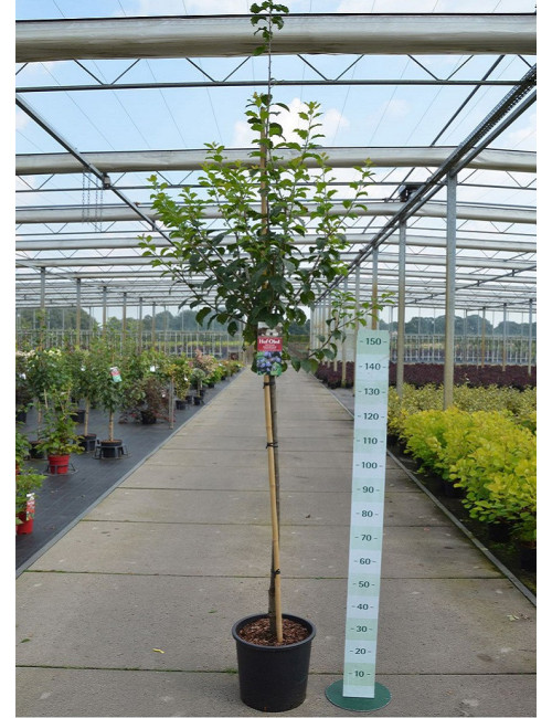 PRUNIER QUETSCHE D'ALSACE (Prunus domestica)