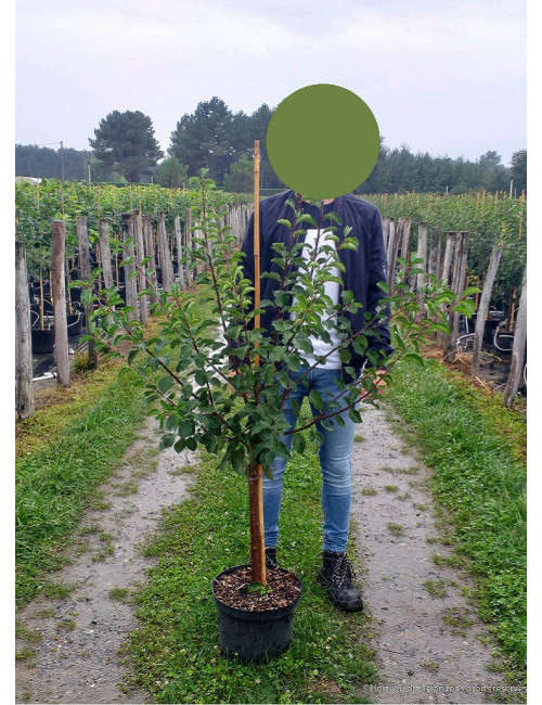 PRUNIER QUETSCHE D'ALSACE (Prunus domestica)
