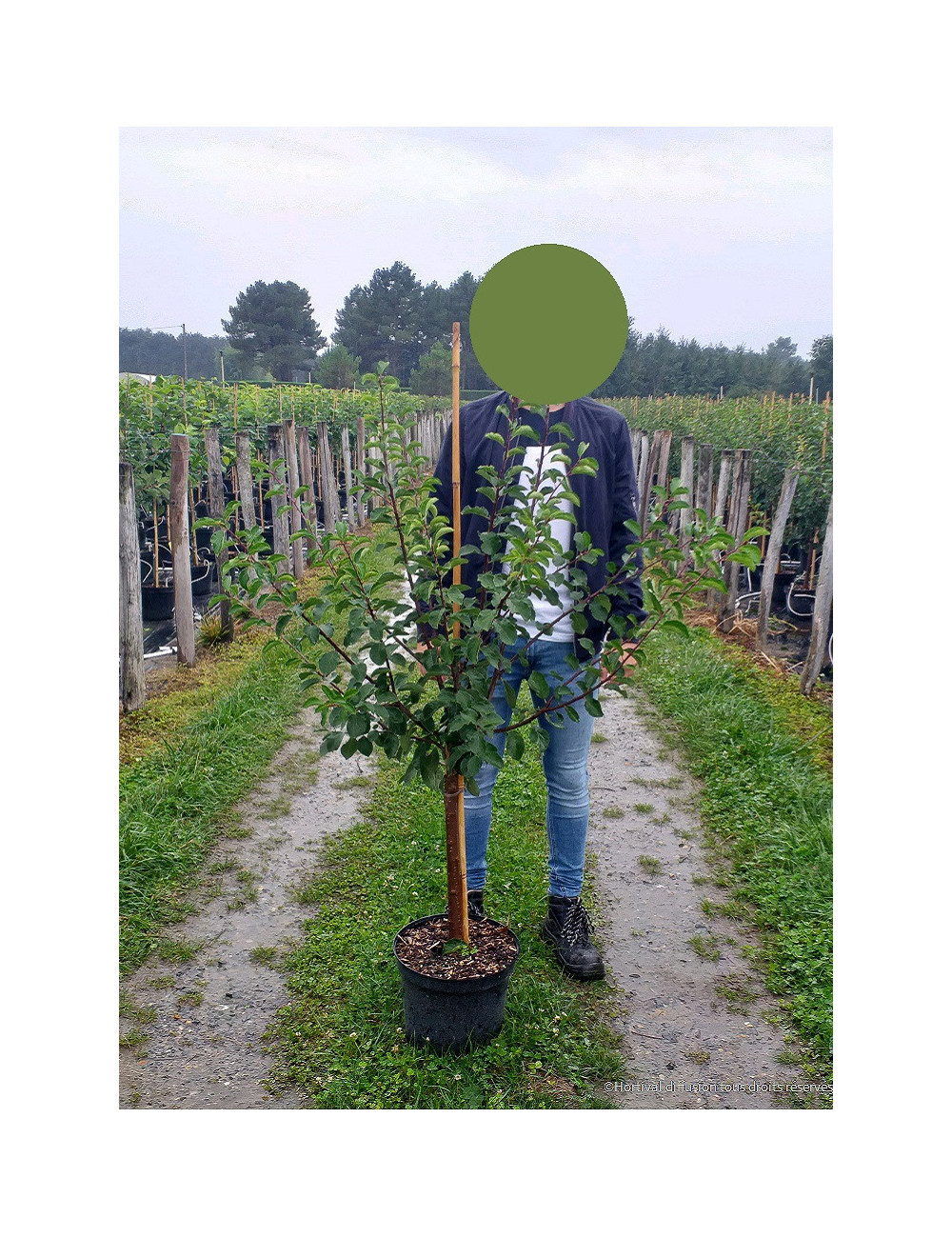 PRUNIER D'ENTE - PRUNEAU D'AGEN (Prunus domestica)