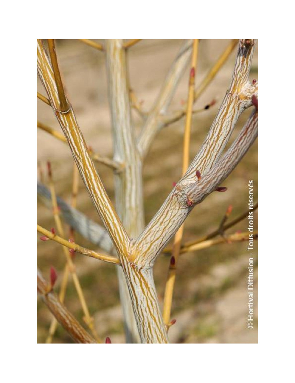 ACER davidii VIPER® (Érable du père David, érable jaspé ou à peau de ...