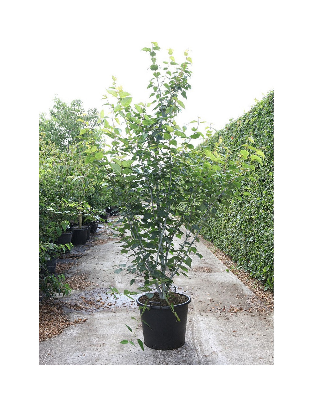 ACER davidii VIPER® (Érable du père David, érable jaspé ou à peau de ...