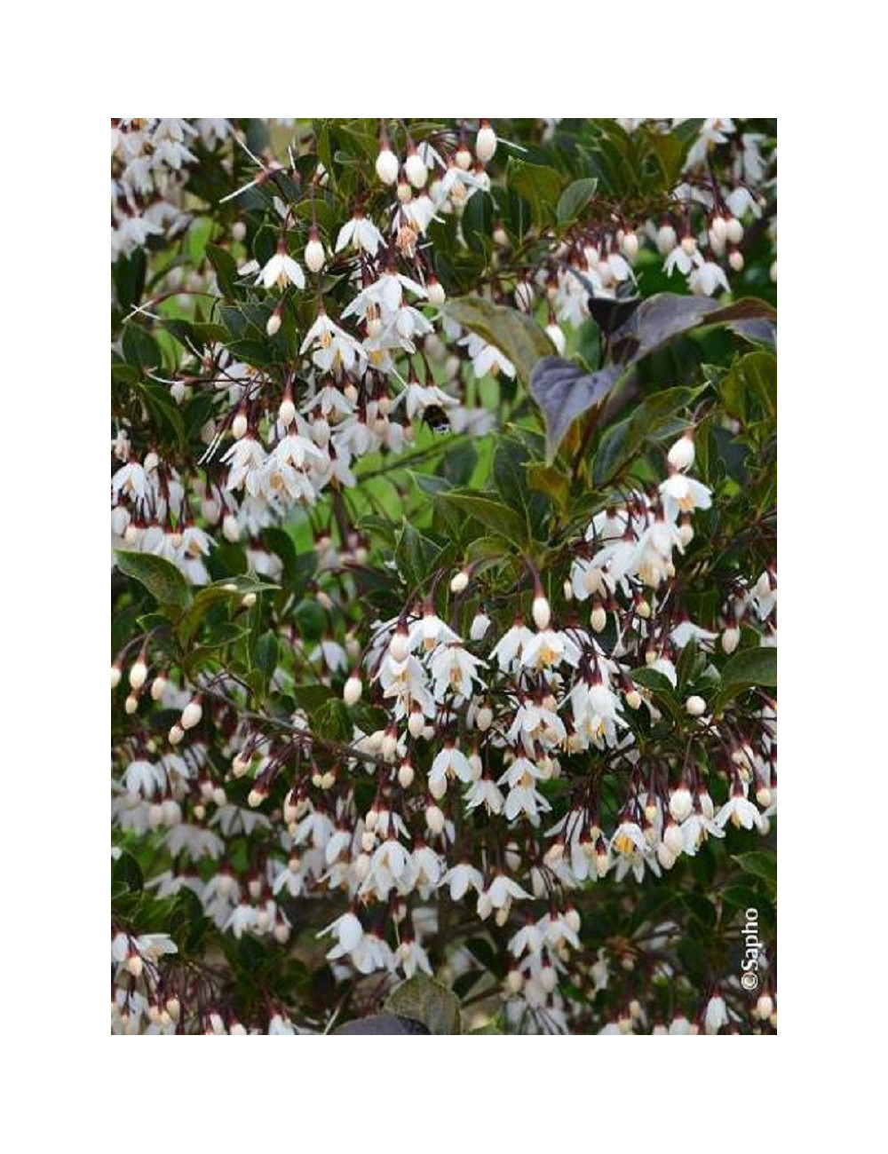 STYRAX japonicus EVENING LIGHT cov (Styrax du Japon)