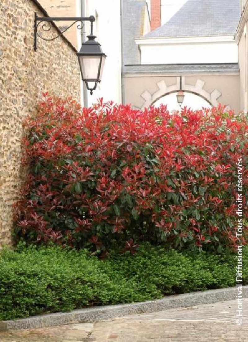 PHOTINIA fraseri RED ROBIN (Photinia Red Robin)