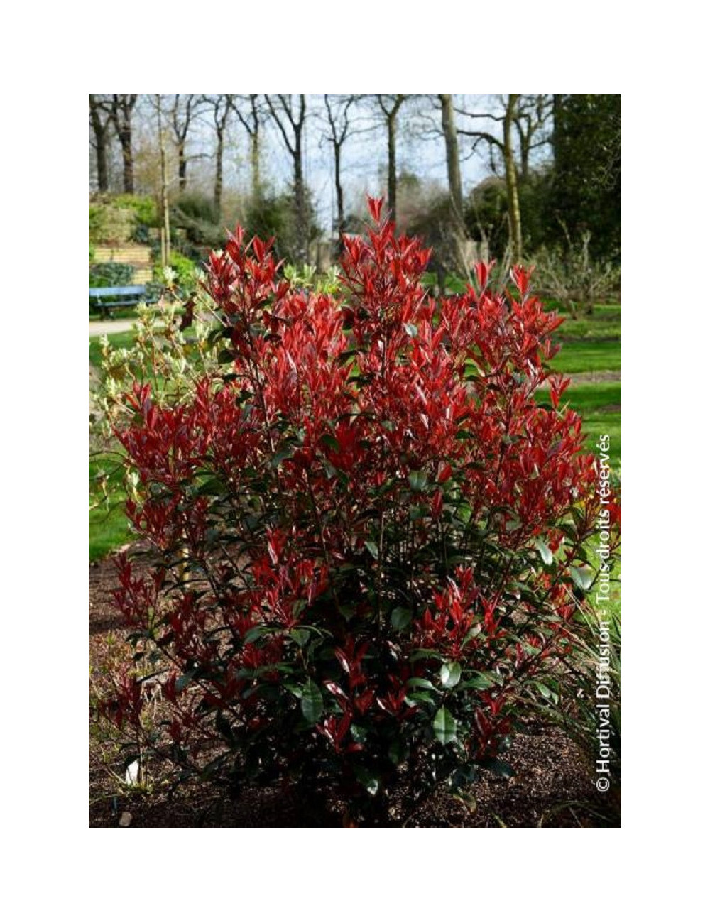 PHOTINIA fraseri CARRÉ ROUGE (Photinia Carré rouge)