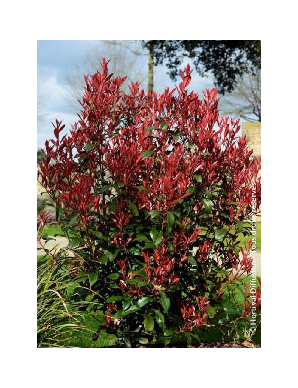 PHOTINIA fraseri CARRÉ ROUGE (Photinia Carré rouge)