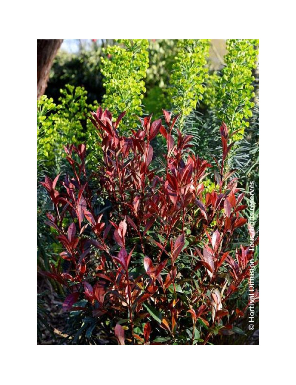 PHOTINIA fraseri CARRÉ ROUGE (Photinia Carré rouge)