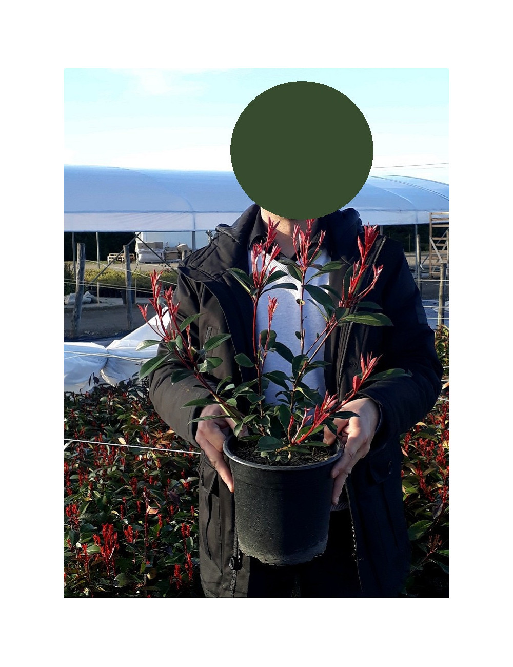 PHOTINIA fraseri CARRÉ ROUGE (Photinia Carré rouge)