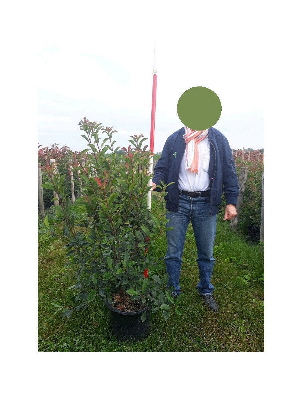 PHOTINIA fraseri CARRÉ ROUGE (Photinia Carré rouge)