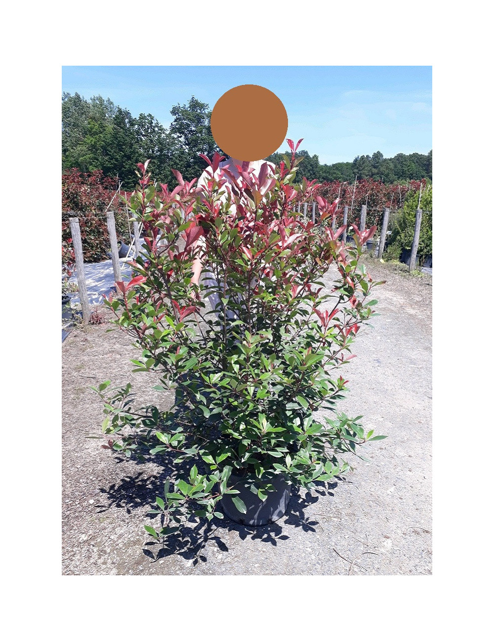 PHOTINIA fraseri CARRÉ ROUGE (Photinia Carré rouge)