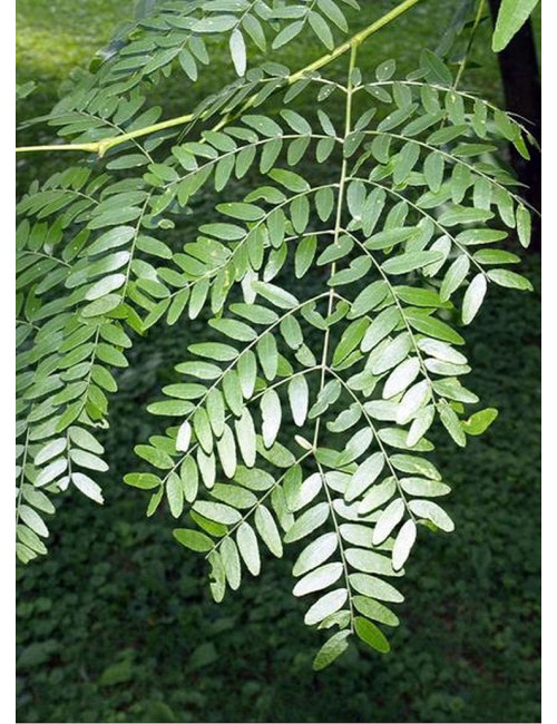 GLEDITSIA triacanthos SKYLINE (Févier d'Amérique Skyline)