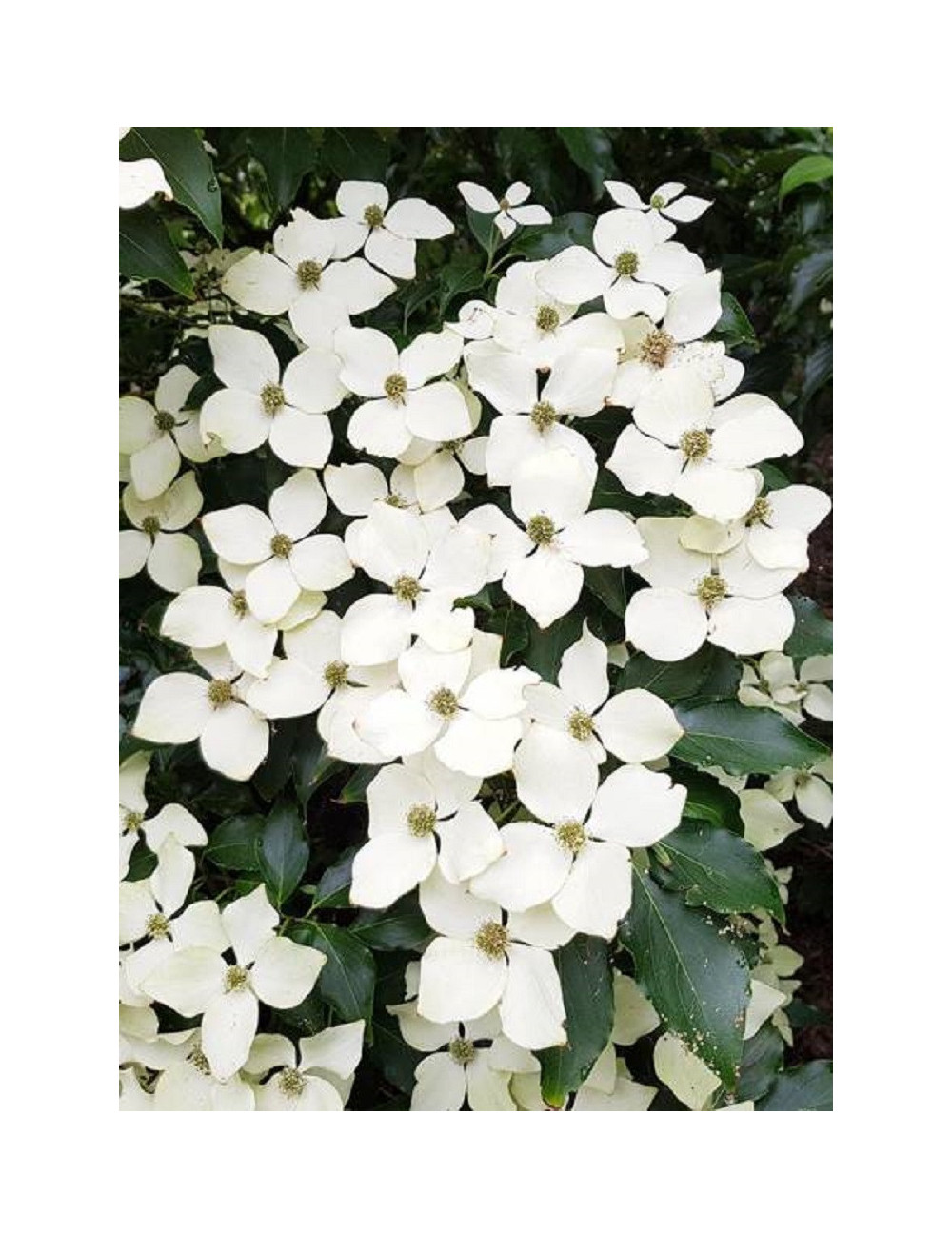 CORNUS kousa FLOWER TOWER® (Cornouiller à fleurs)