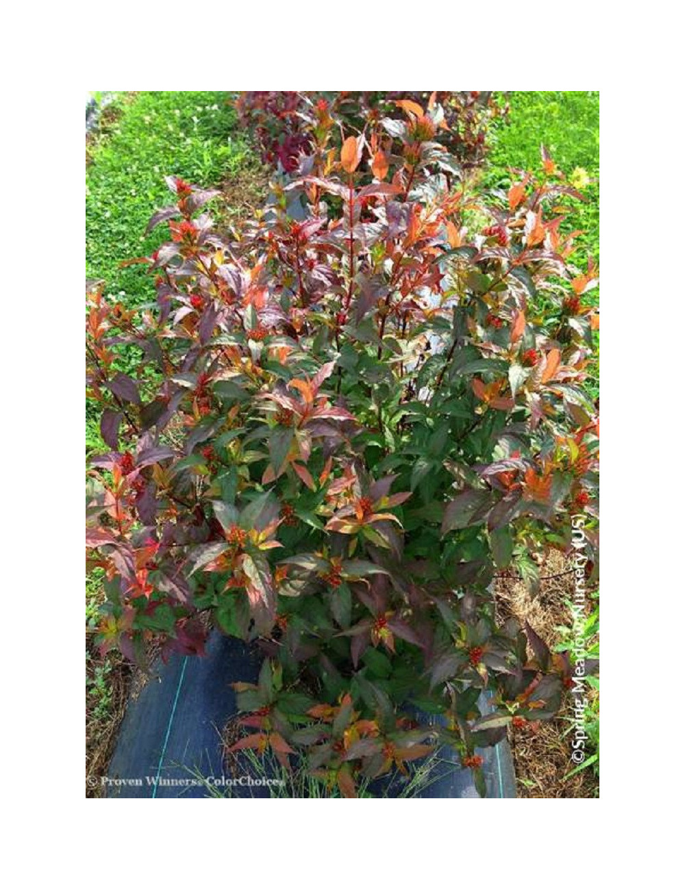 DIERVILLA splendens PW® KODIAK® RED (Diervilla)