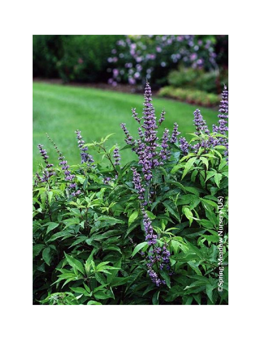 VITEX agnus-castus BLUE DIDDLEY® (Gattilier, arbre au poivre)