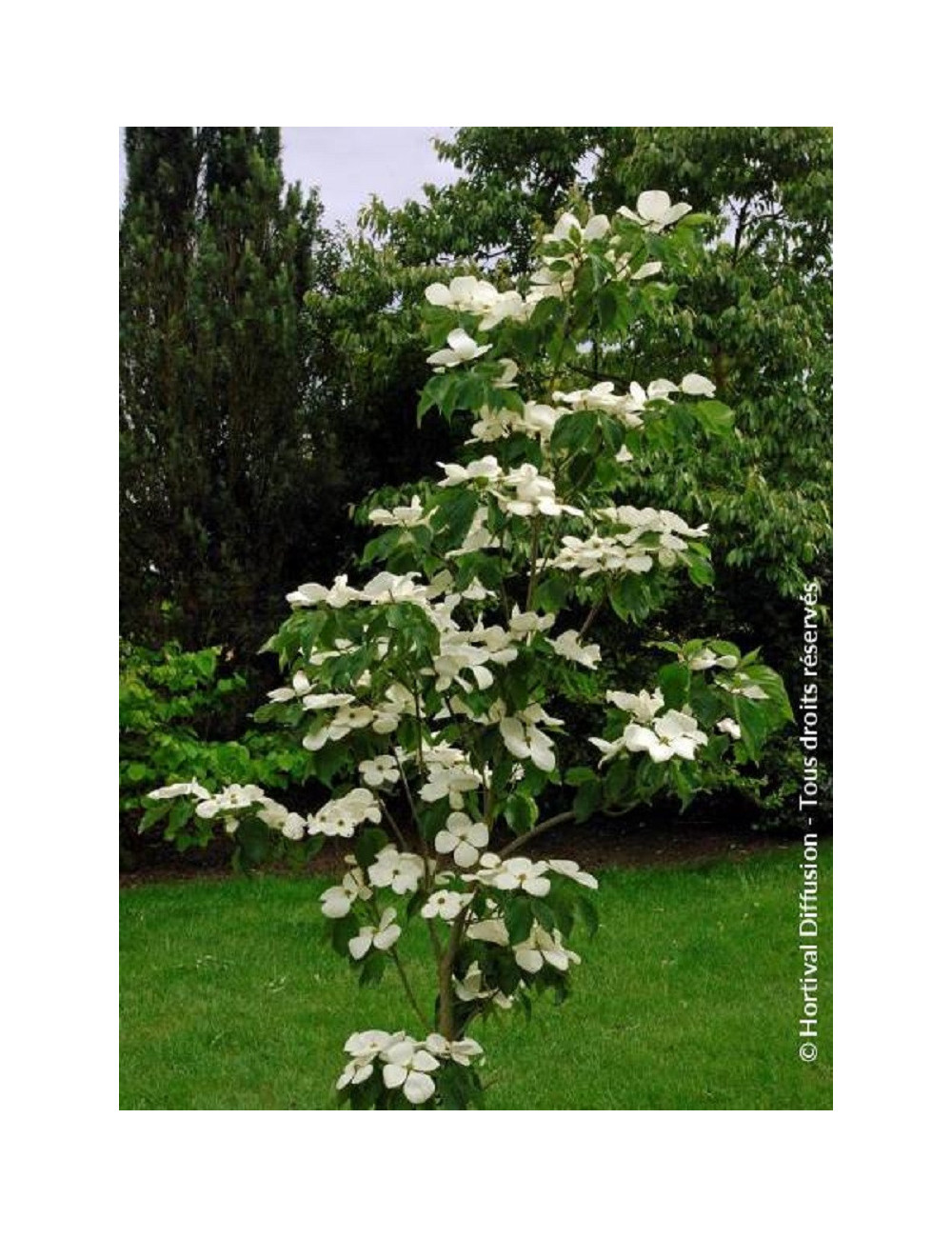 CORNUS VENUS® (Cornouiller à fleurs)