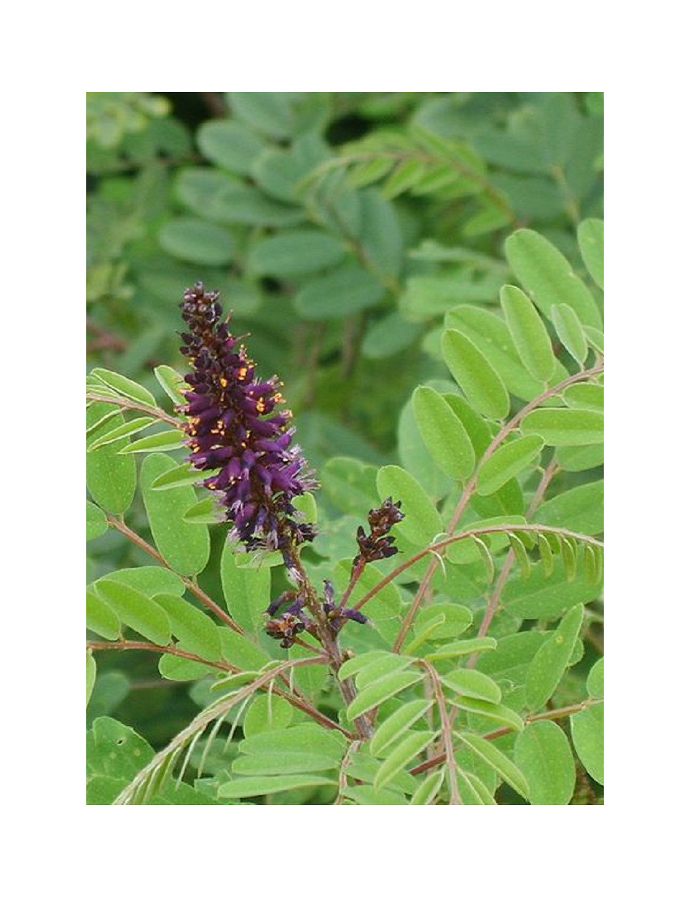 AMORPHA fruticosa (Faux Indigo)