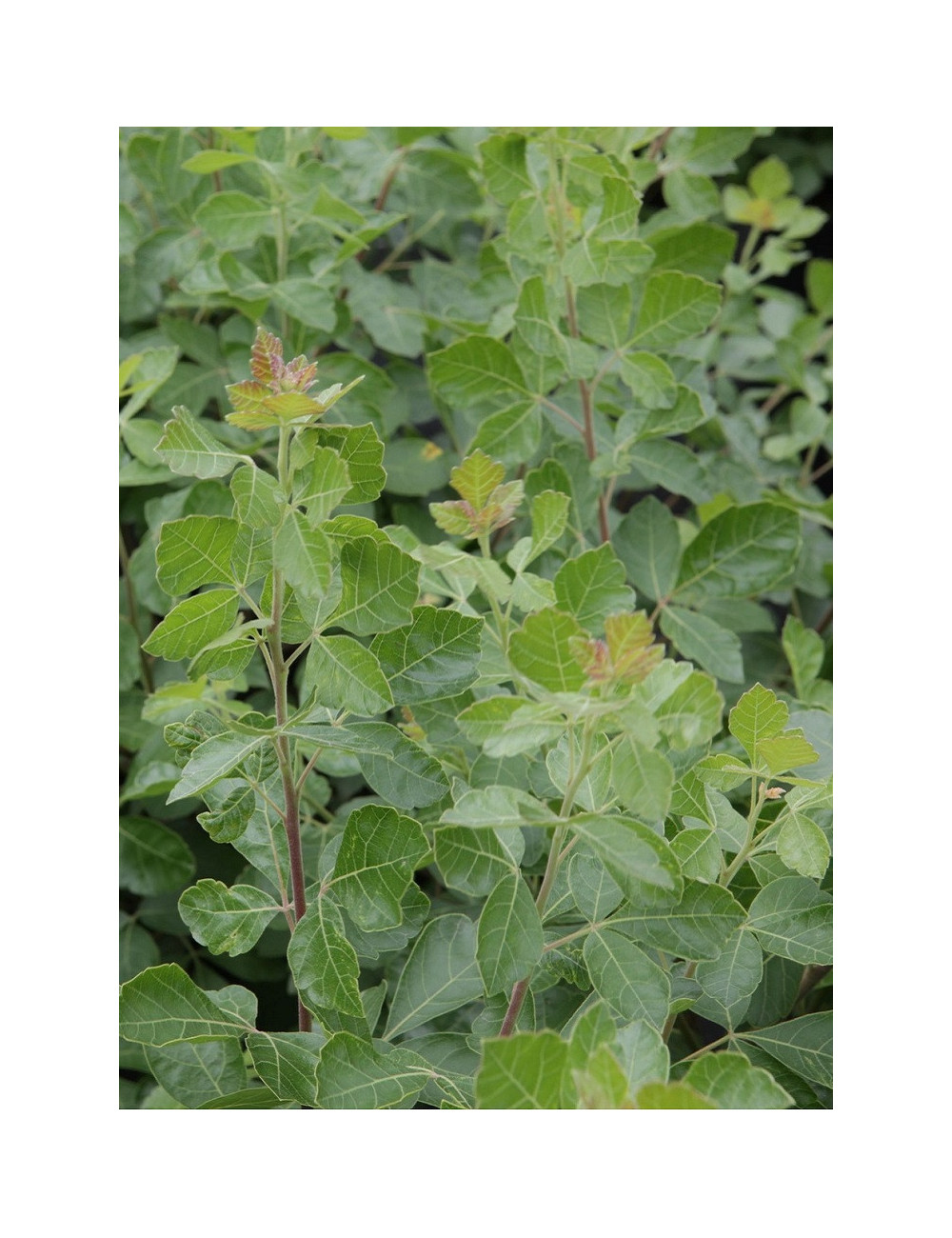 RHUS aromatica GRO-LOW NOBLE® (Sumac aromatique)