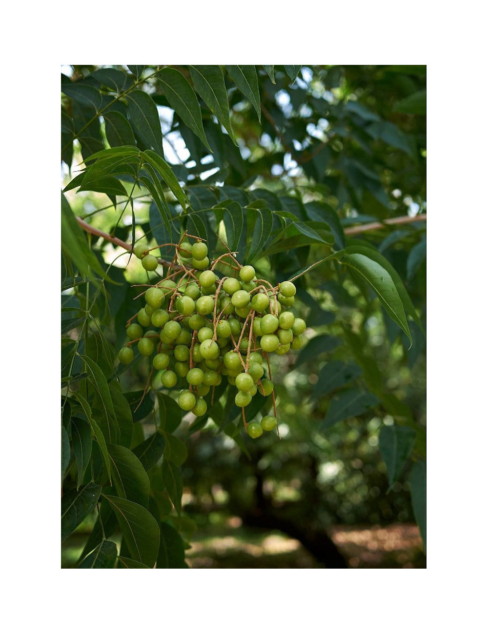 MELIA azedarach (Mélia azedarach, Margousier à feuilles de frêne, Lilas ...