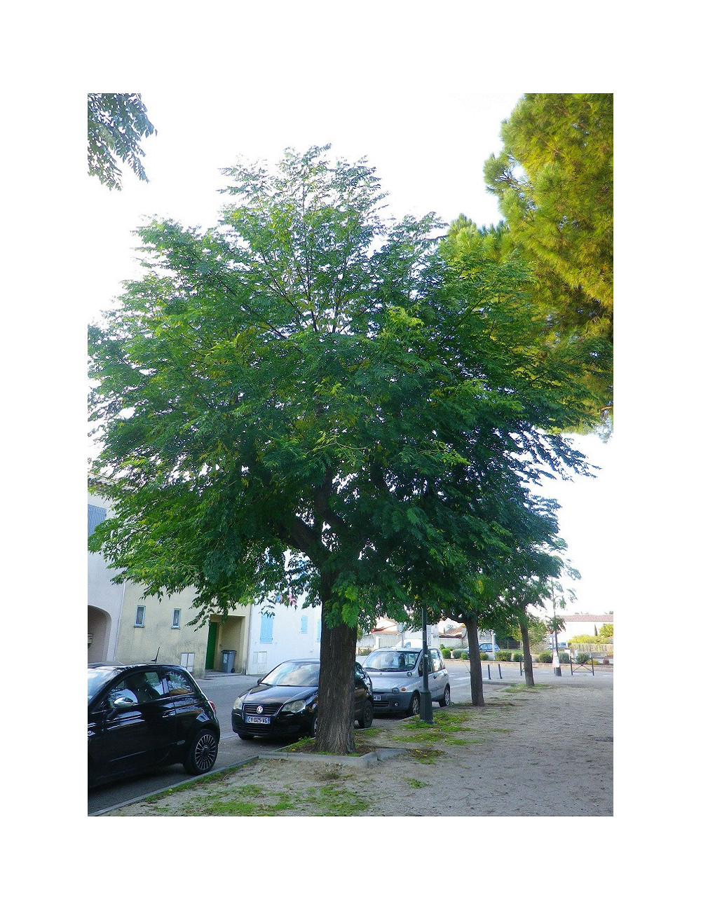 MELIA azedarach (Mélia azedarach, Margousier à feuilles de frêne, Lilas ...