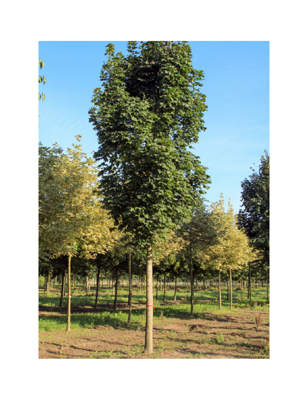 ACER platanoïdes COLUMNARE (Érable plane Colonnaire)