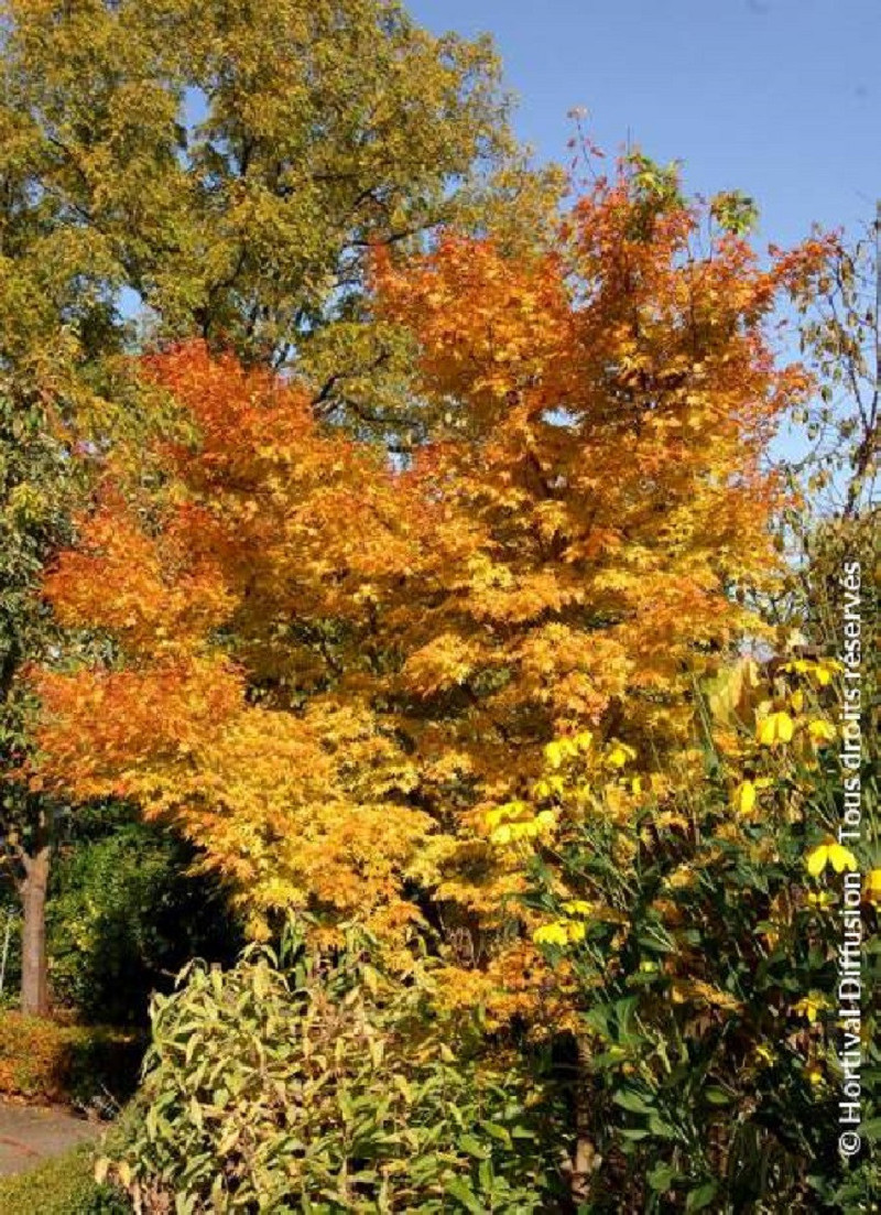 ACER palmatum SENKAKI ou SANGOKAKU (Érable du Japon)