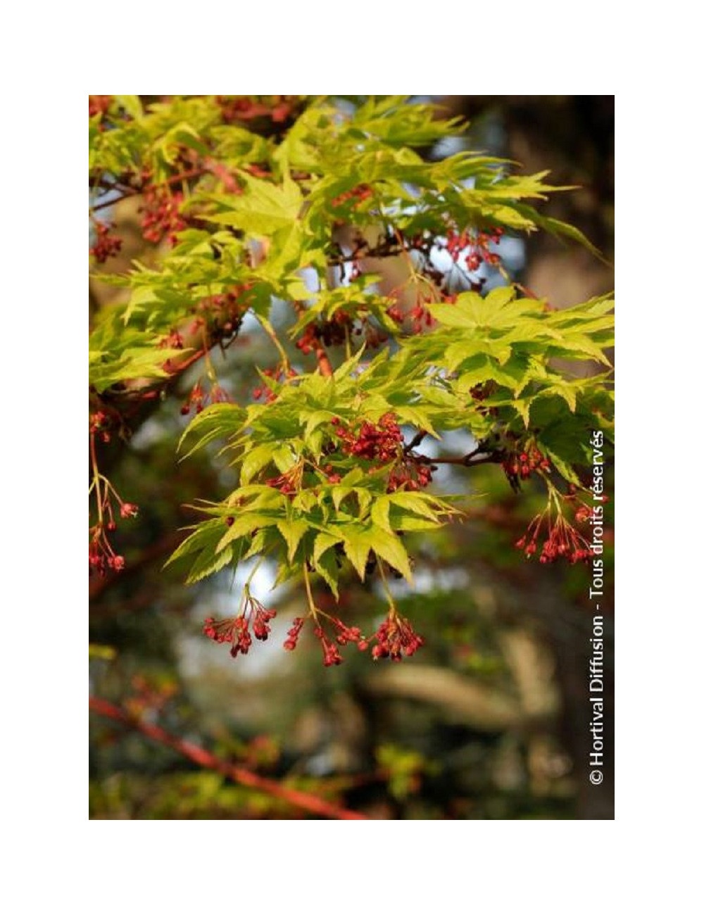 ACER palmatum SENKAKI ou SANGOKAKU (Érable du Japon)