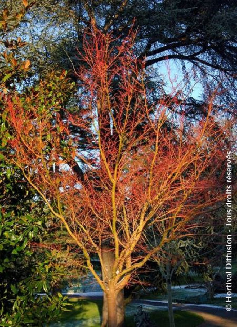 ACER palmatum SENKAKI ou SANGOKAKU (Érable du Japon)