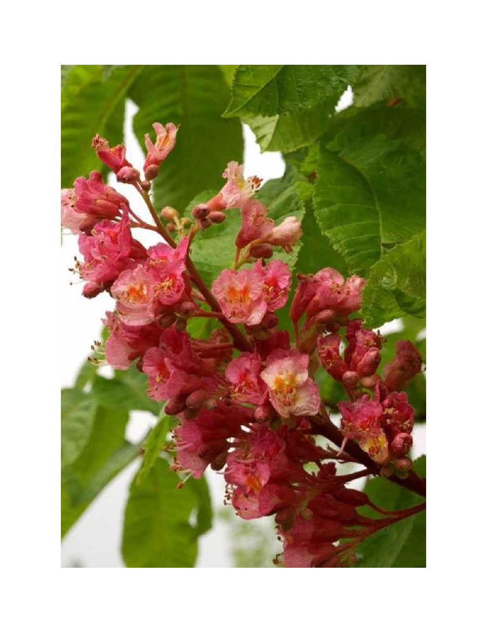 AESCULUS carnea BRIOTII (Marronnier rouge)