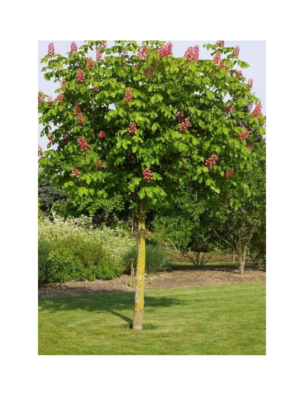 AESCULUS carnea BRIOTII (Marronnier rouge)