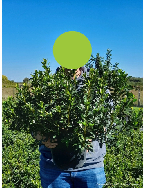 AZALEA japonica ROSA KING (Azalée japonaise rose Rosa King)