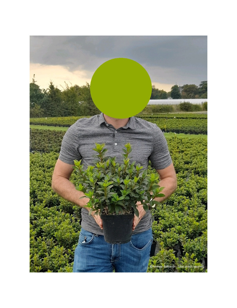 AZALEA japonica ROSA KING (Azalée japonaise rose Rosa King)