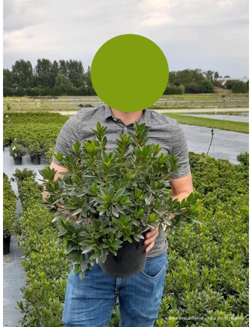 AZALEA japonica ROSA KING (Azalée japonaise rose Rosa King)