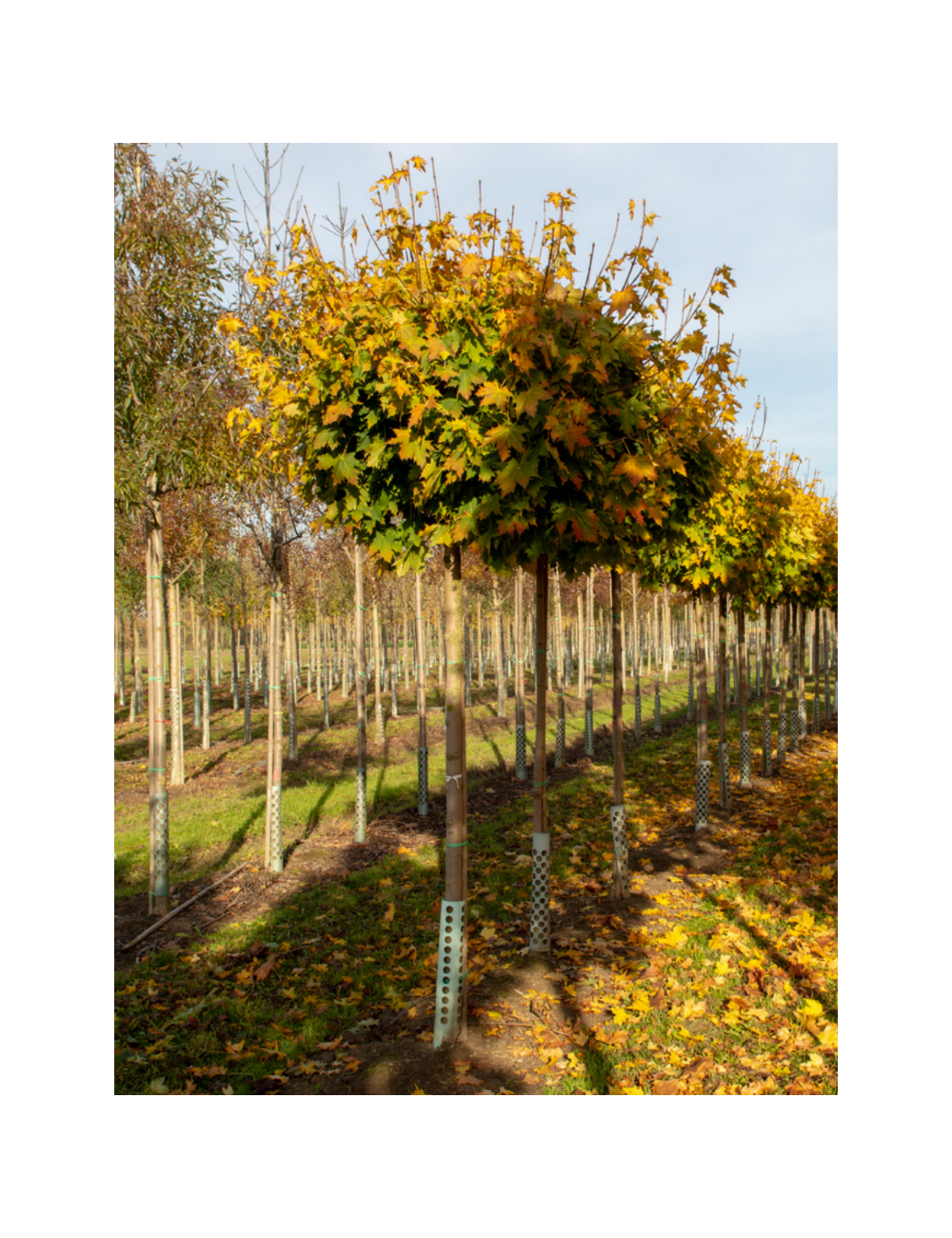 ACER platanoides GLOBOSUM (Érable plane boule)