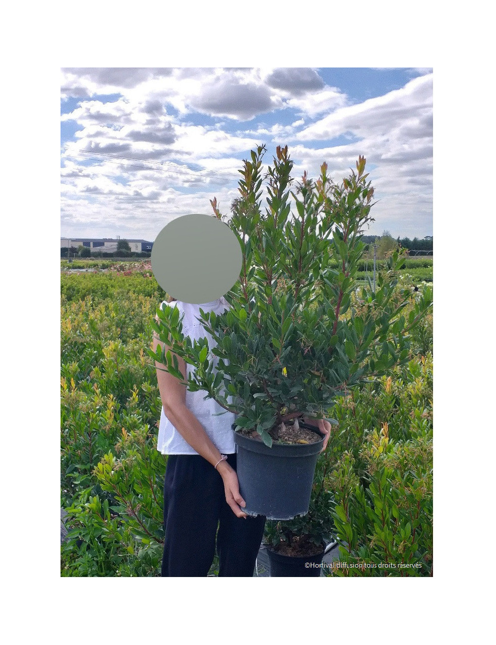 ARBUTUS unedo RUBRA (Arbousier, arbre aux fraises)