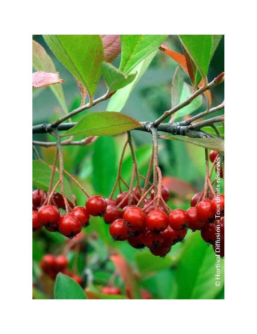 ARONIA arbutifolia Brilliant (Aronie à feuilles d'arbousier Brilliant)