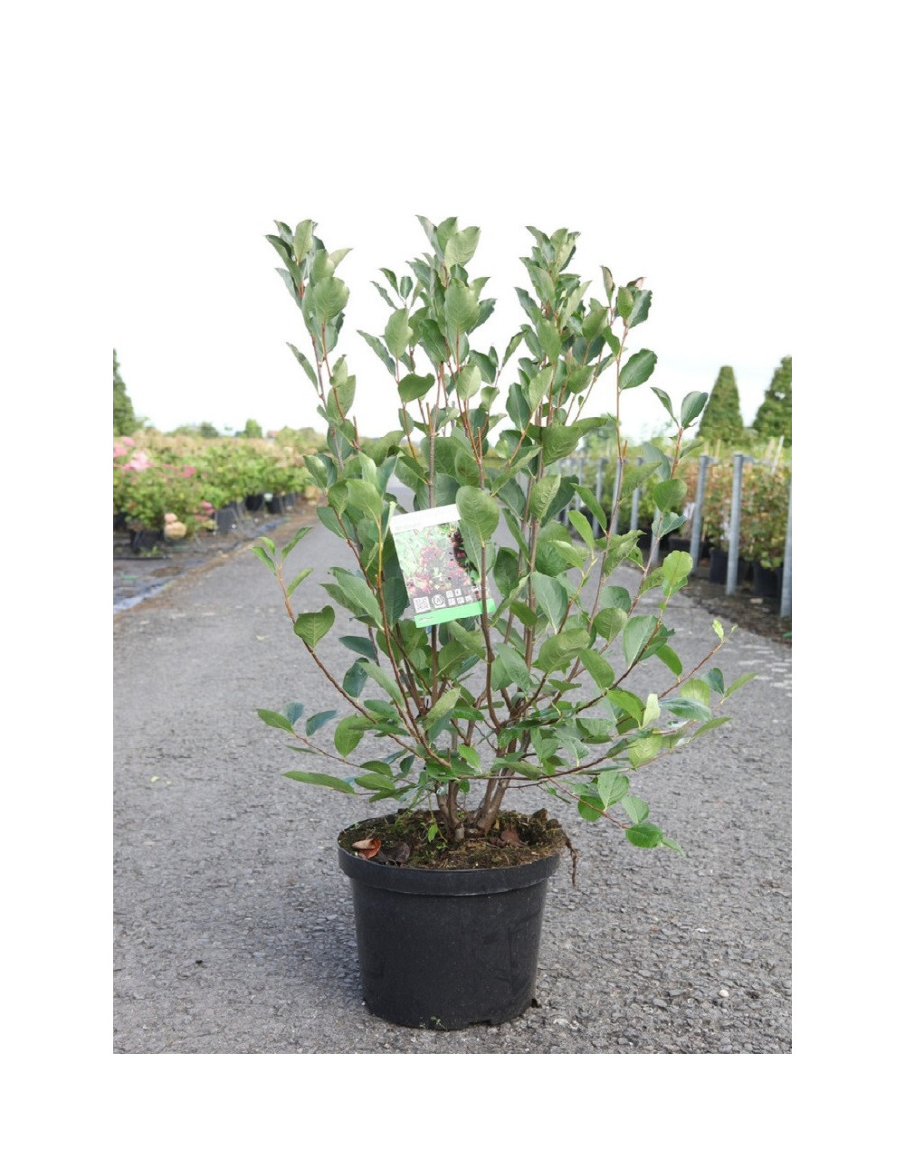 ARONIA arbutifolia Brilliant (Aronie à feuilles d'arbousier Brilliant)