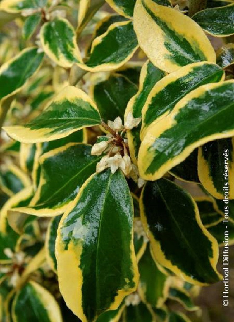 Topiaire (Plante taillée) - ELAEAGNUS ebbingei Gilt hedge (Chalef panaché)