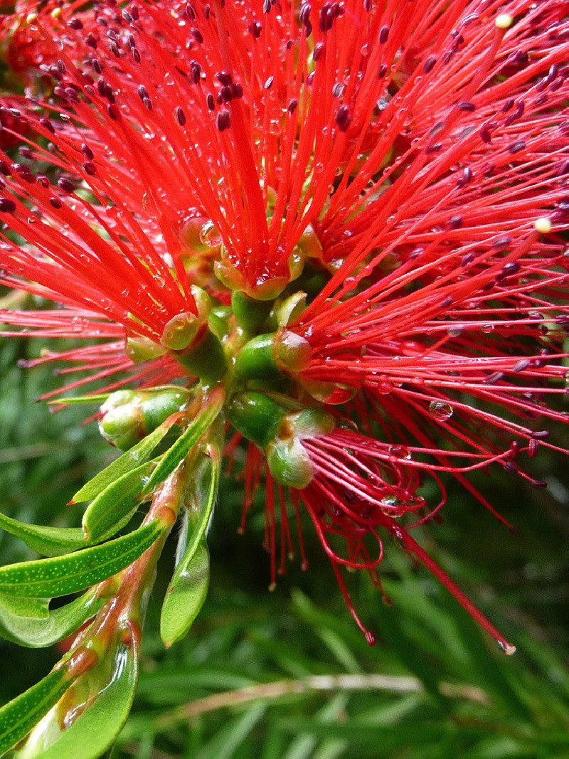 CALLISTEMON rigidus (Rince bouteille australien)