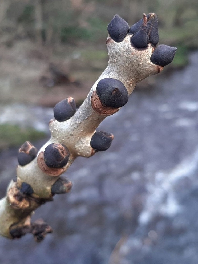 FRAXINUS excelsior (Frêne commun, Grand frêne)