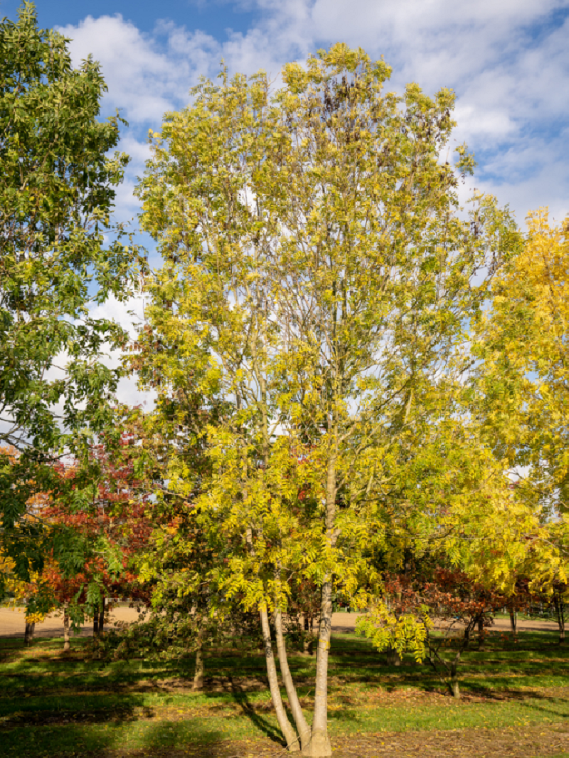 FRAXINUS excelsior (Frêne commun, Grand frêne)