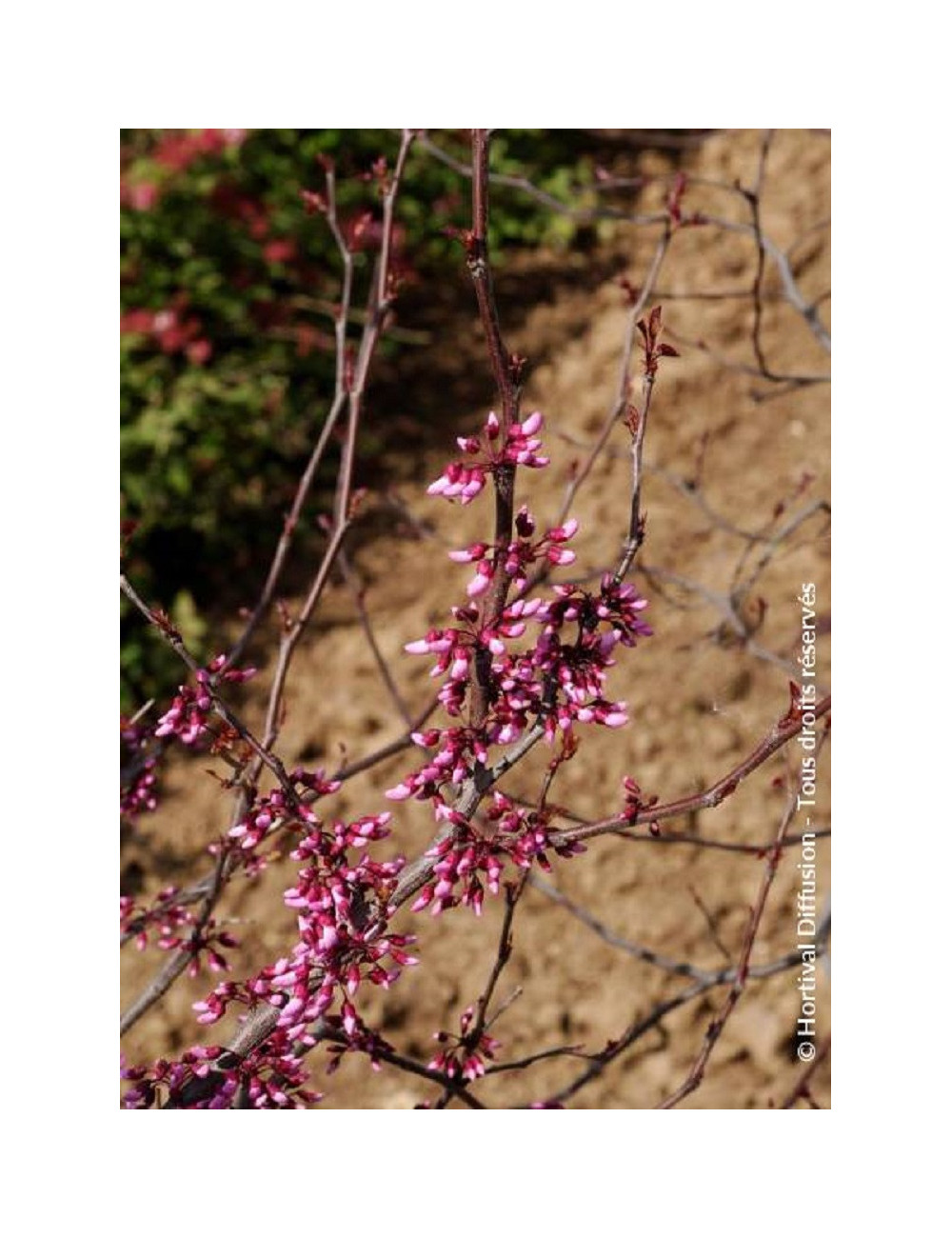 CERCIS canadensis RED FORCE® (Gainier du Canada)