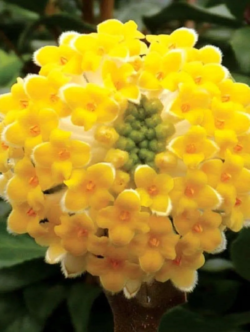 EDGEWORTHIA chrysantha GRANDIFLORA (Buisson à papier Grandiflora)