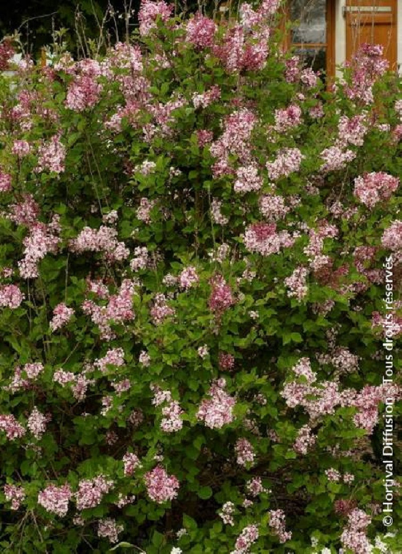 SYRINGA microphylla Superba (Lilas)