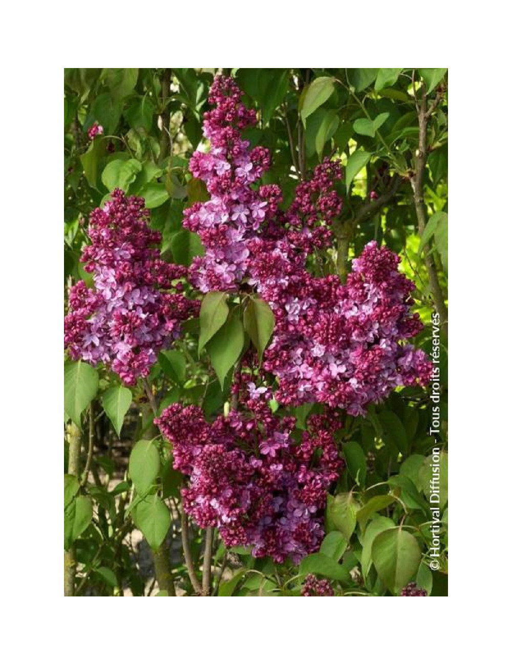 SYRINGA vulgaris Prince Wolkonsky (Lilas)
