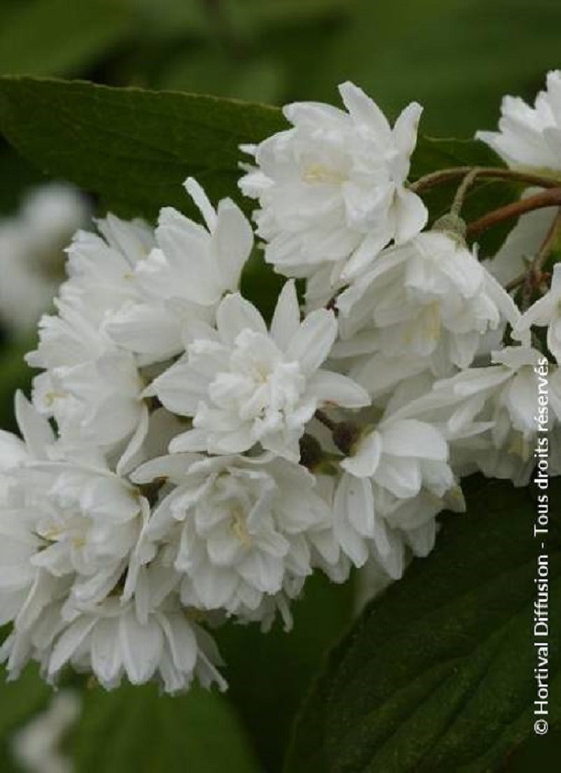 PHILADELPHUS minnesota SNOWFLAKE (Seringat des jardins)